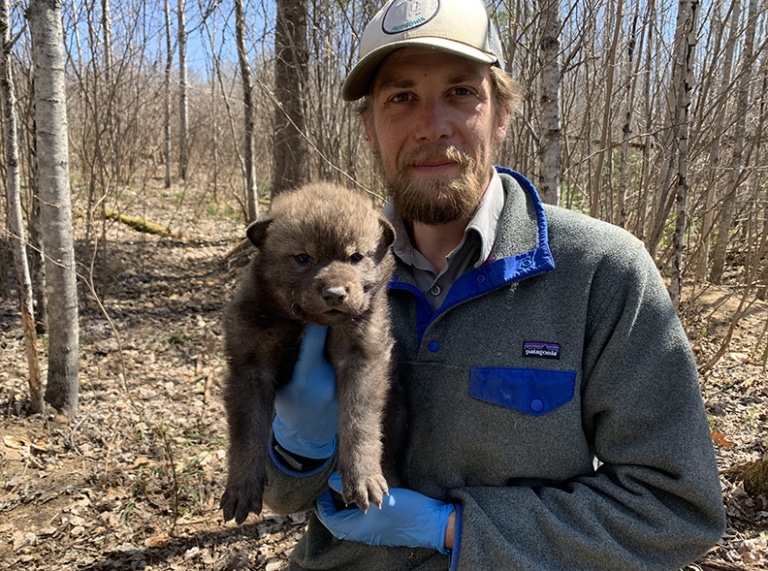 Becoming a wolf biologist | International Wolf Center