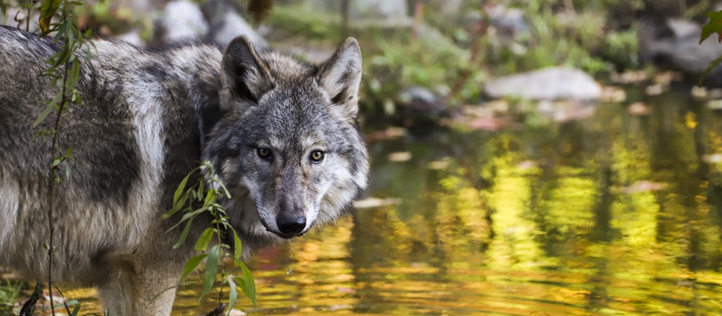 Annual Report | International Wolf Center