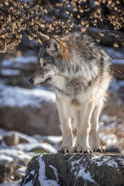Do wolves in different places have different cultures?