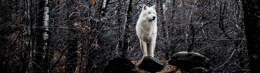 banner grayson 2022 | International Wolf Center