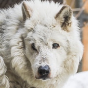 Meet Our Wolves | International Wolf Center