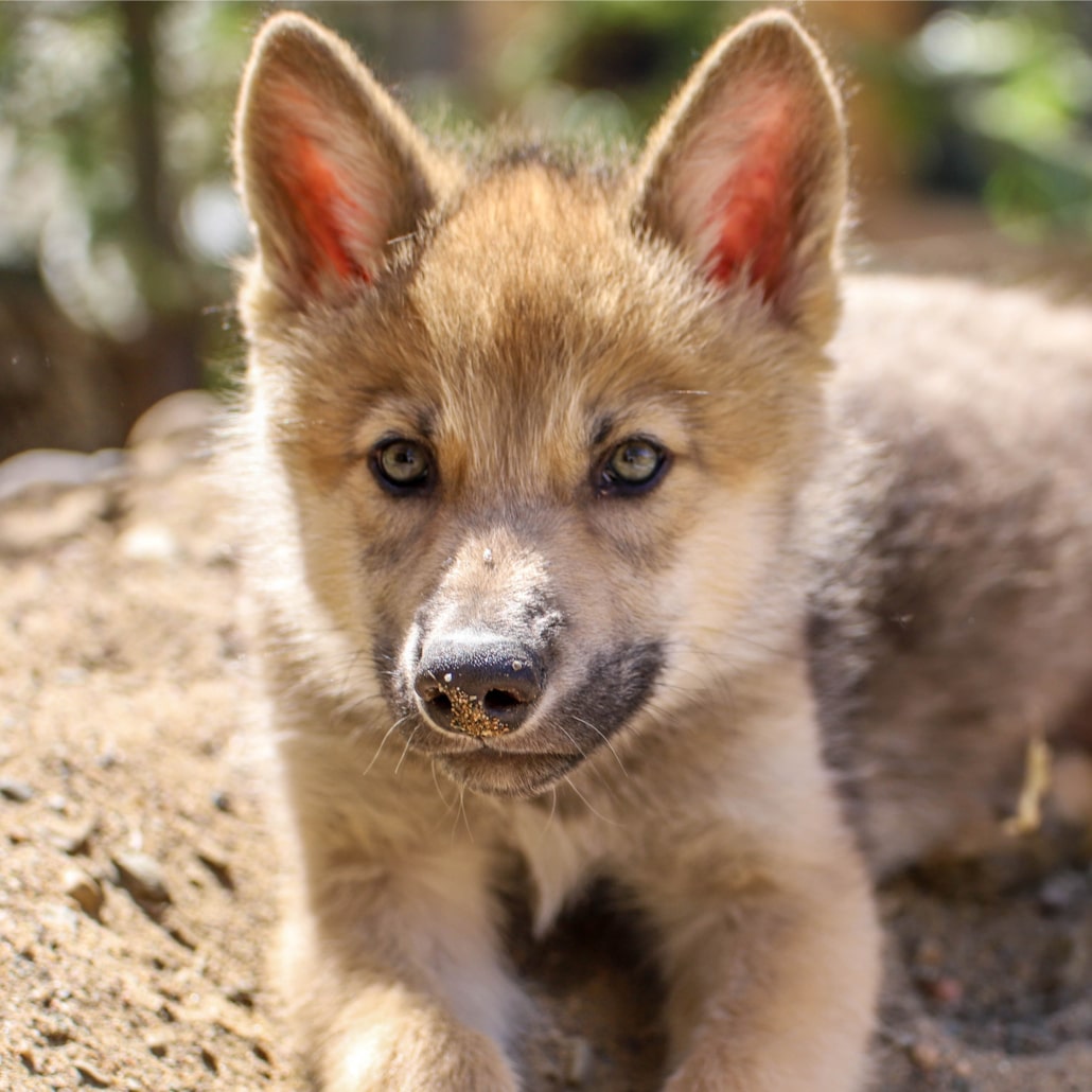 Meet Our Wolves | International Wolf Center