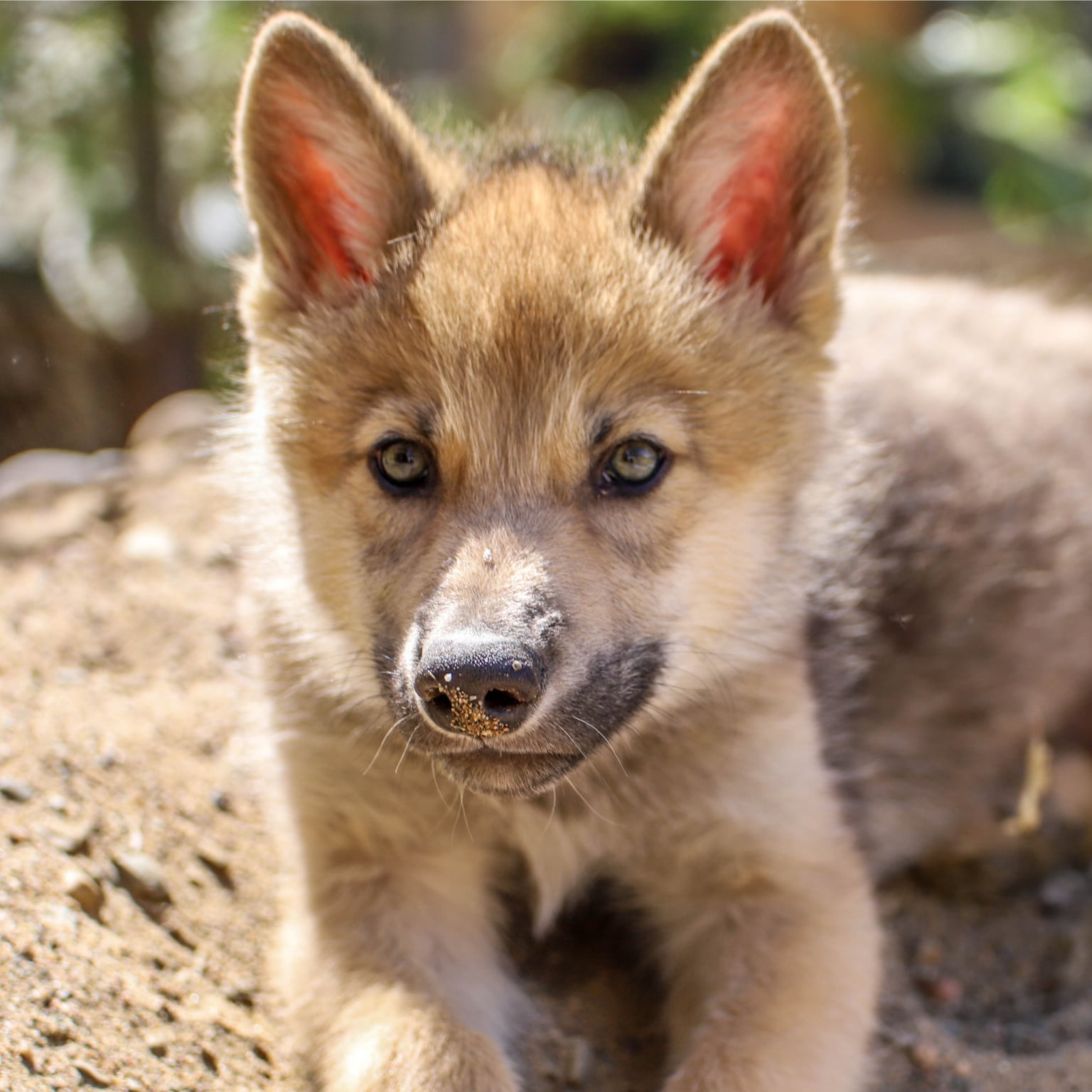 Meet Our Wolves | International Wolf Center