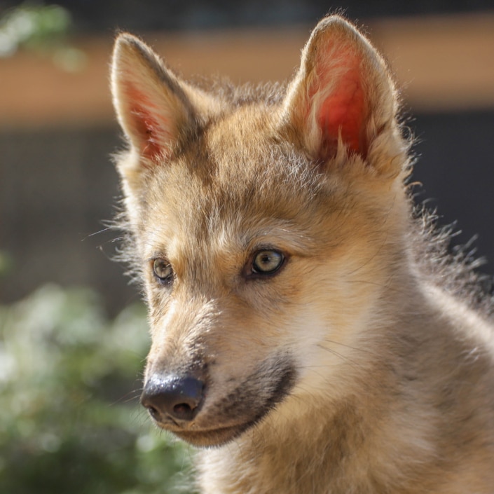 Meet Our Wolves | International Wolf Center