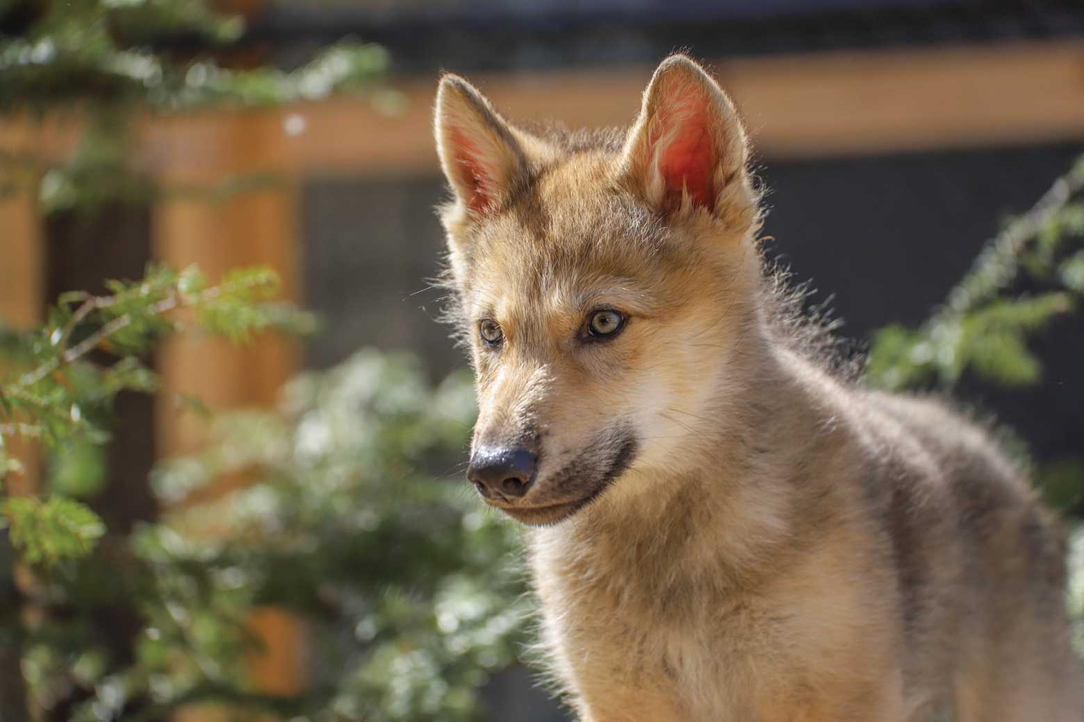 WCS_6422_CK_face_x | International Wolf Center