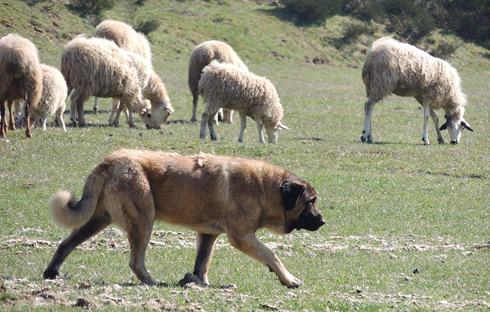 Mastiff dogs protect livestock from wolves in Spain