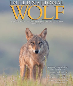 The Indian wolf | International Wolf Center