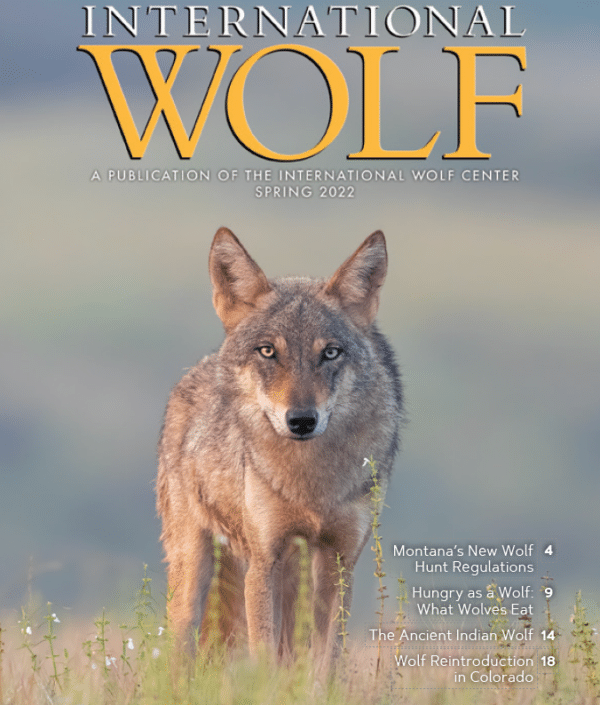 The Indian wolf | International Wolf Center