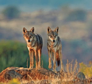 The Indian wolf | International Wolf Center