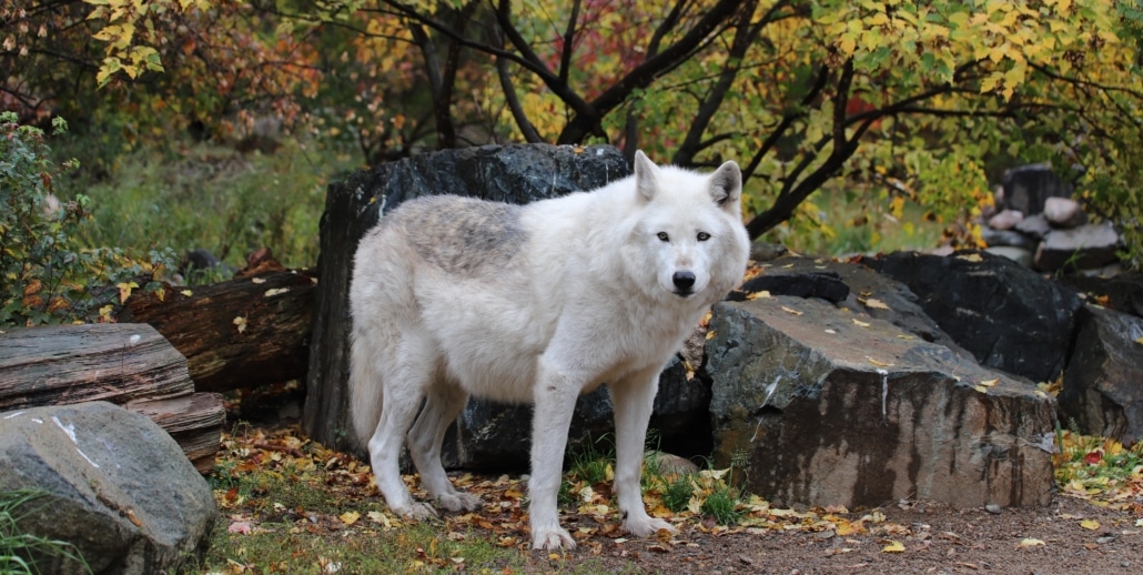Annual Report | International Wolf Center