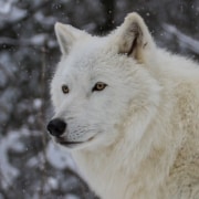 Meet Our Wolves | International Wolf Center