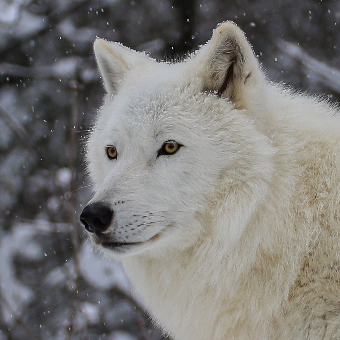 Meet Our Wolves | International Wolf Center