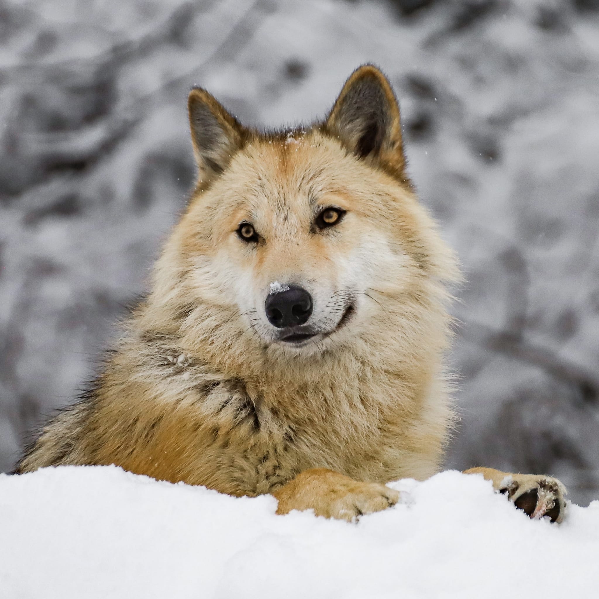 Meet Our Wolves | International Wolf Center