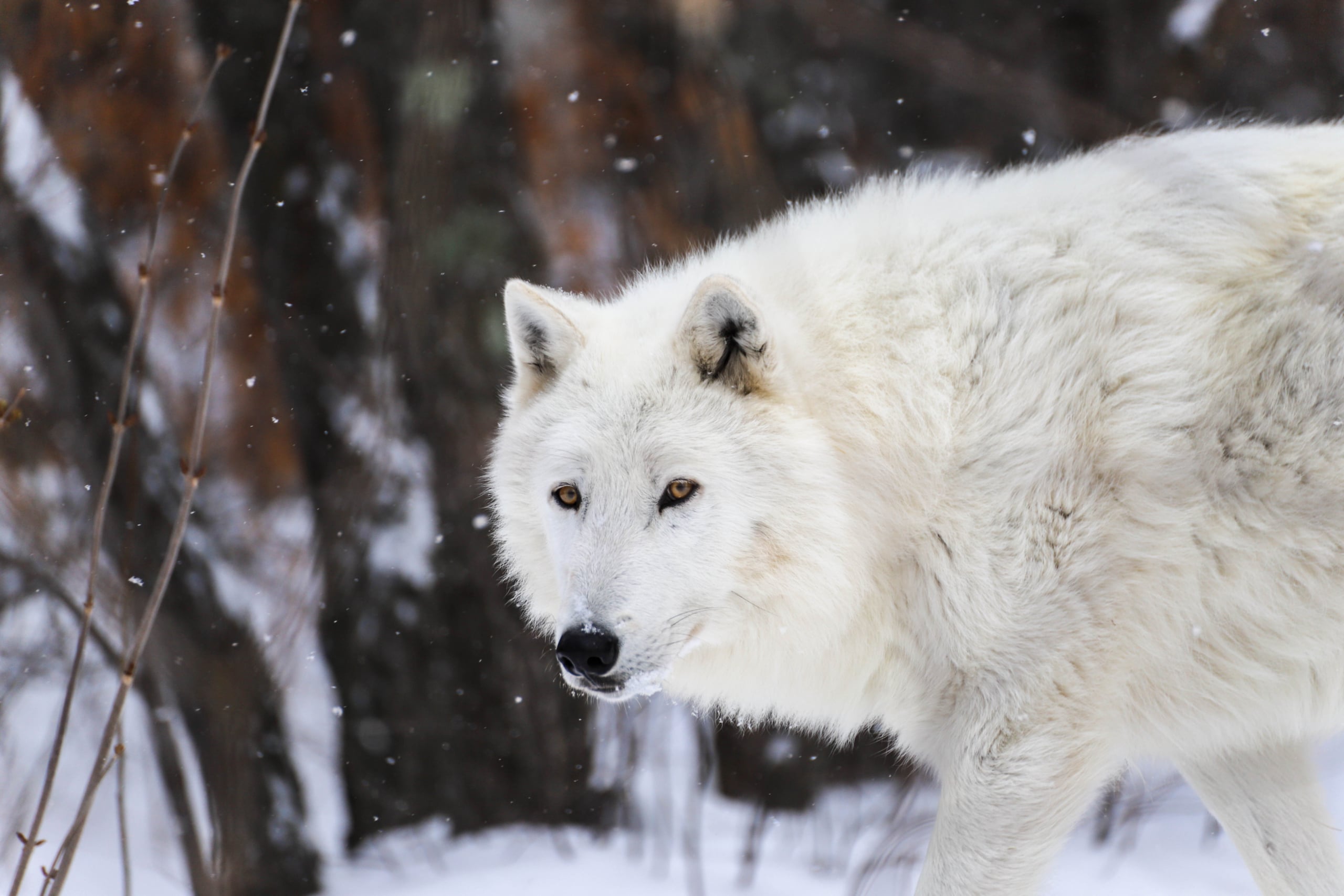 WCS_3-13-22_AX_landscape | International Wolf Center