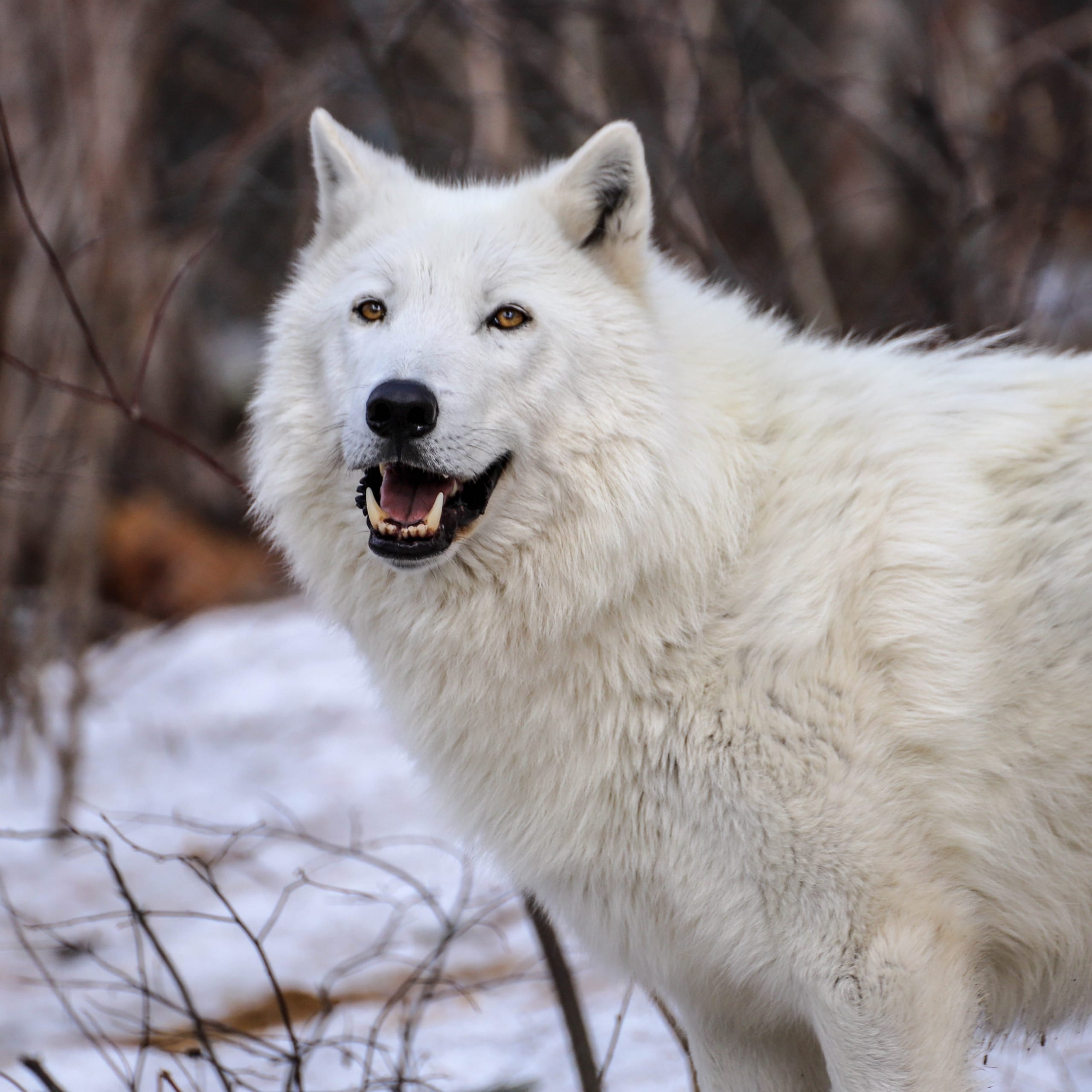 WCS_4-11-22_AX_grin_landscape | International Wolf Center