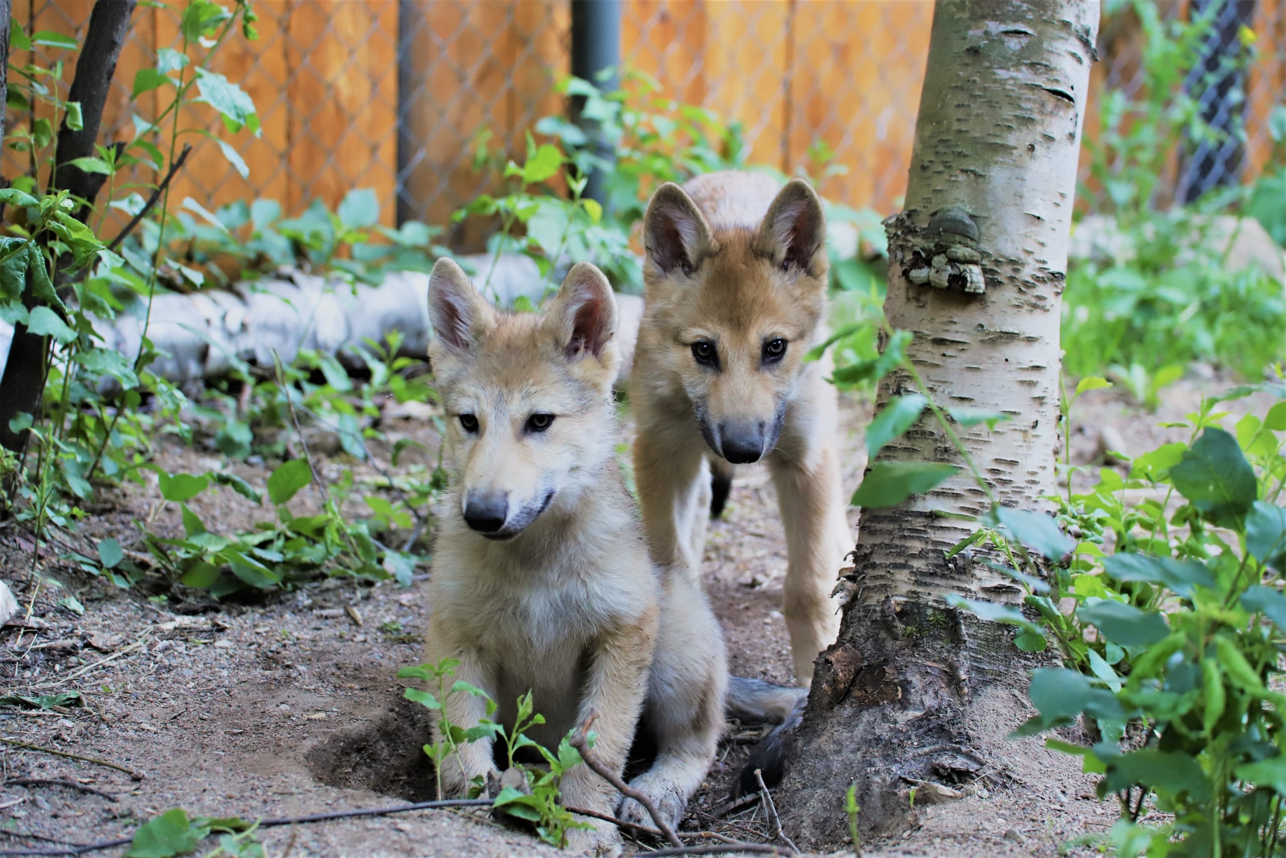 WCS_6-18-22_CZ_BS_landscape (1) | International Wolf Center