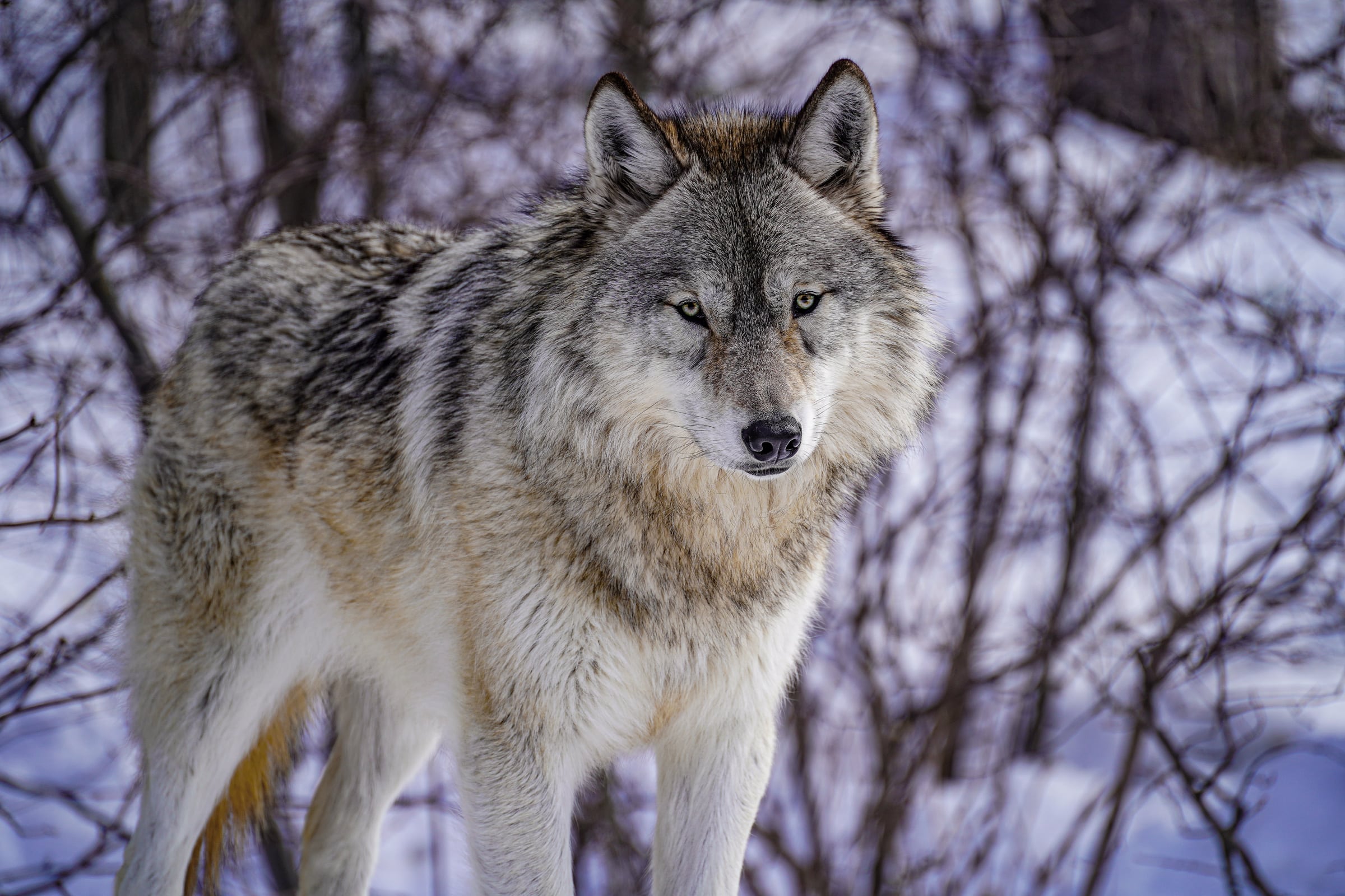 akeller_3-21-23_RK | International Wolf Center