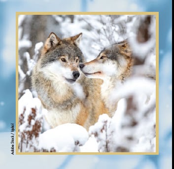Wolves and the Endangered Species Act: An update for 2022