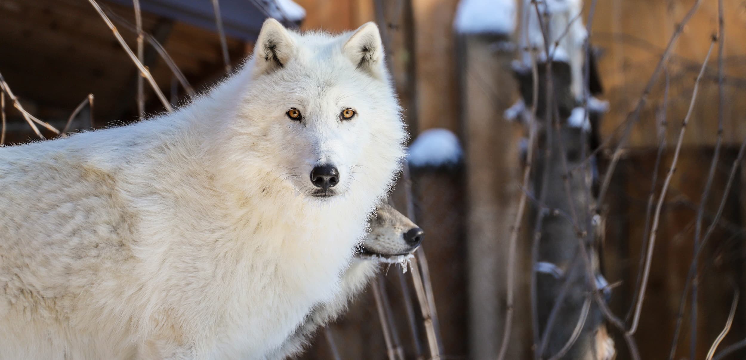WCS_2-24-22_AX_landscape | International Wolf Center