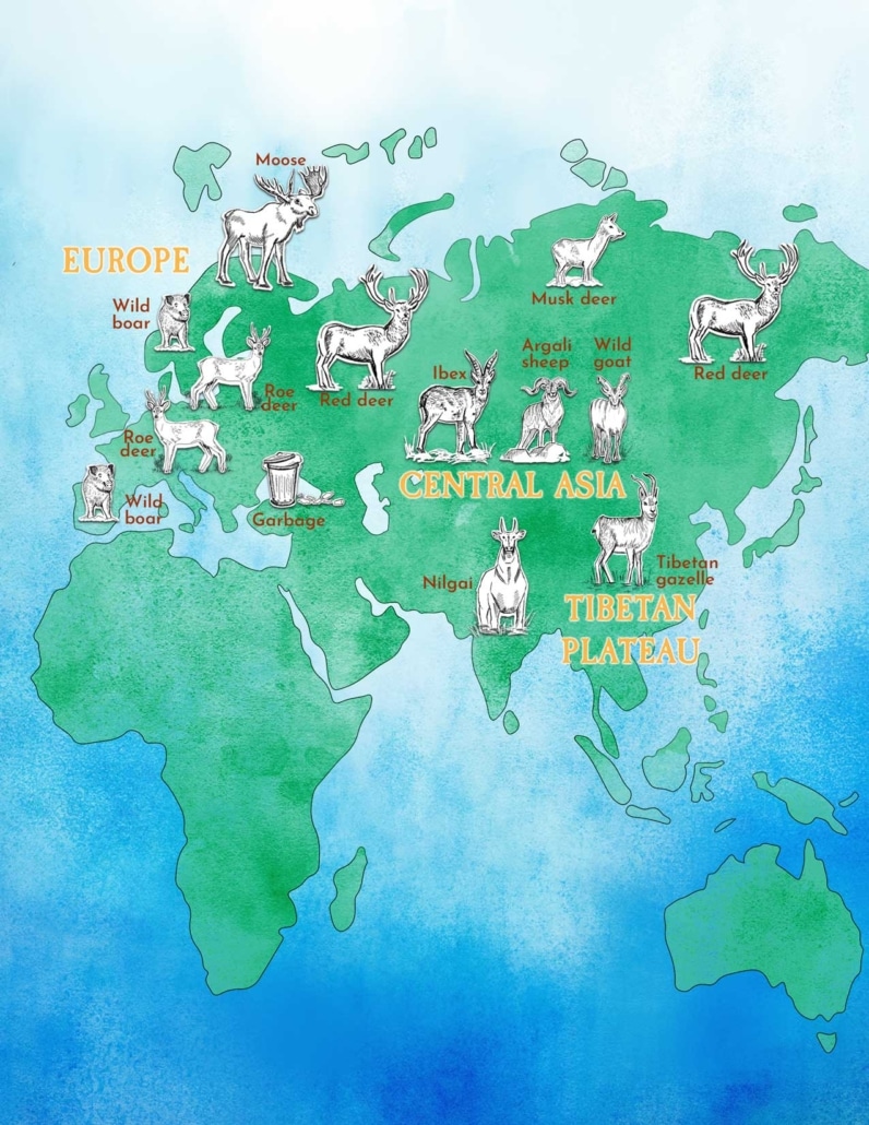 Hungry as a Wolf: What Wolves Eat | International Wolf Center