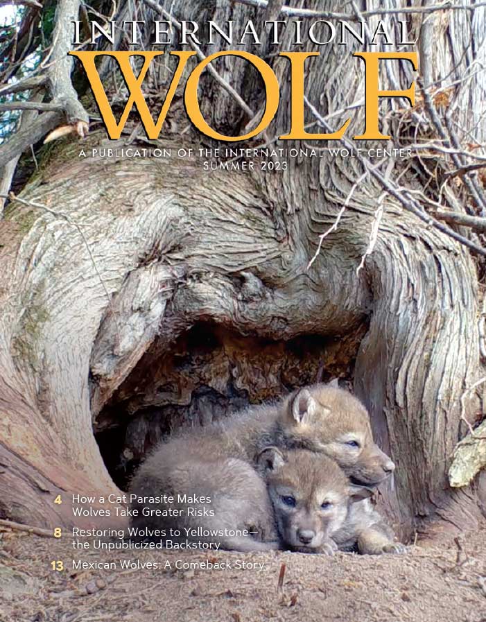 summer2023_cover | International Wolf Center