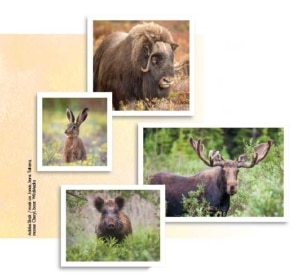 Hungry as a Wolf: What Wolves Eat | International Wolf Center