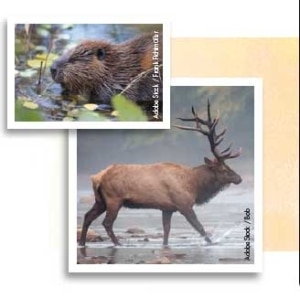 Hungry as a Wolf: What Wolves Eat | International Wolf Center