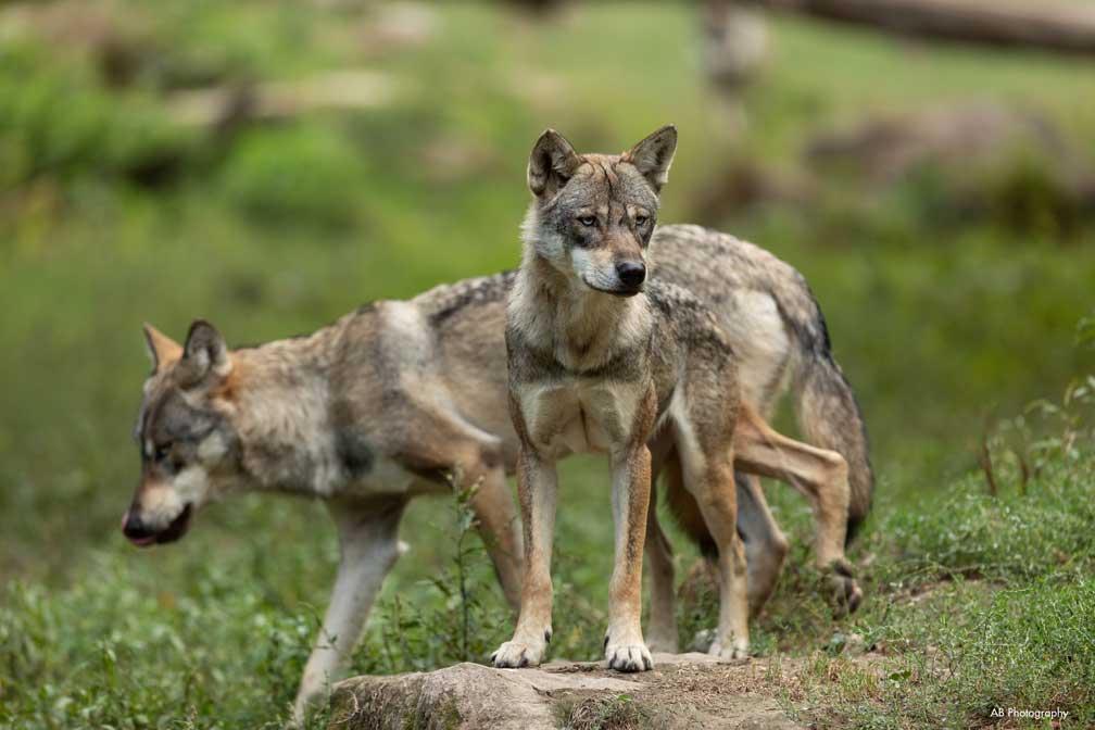 Time to Start a New Life | International Wolf Center