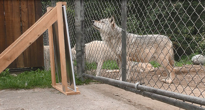 Ambassador Wolves Participate in Research Studies | International Wolf ...