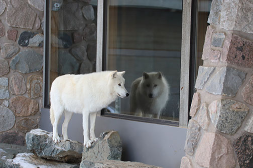 Wolves and the Endangered Species Act: An update for 2022