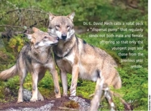 Time to Start a New Life | International Wolf Center