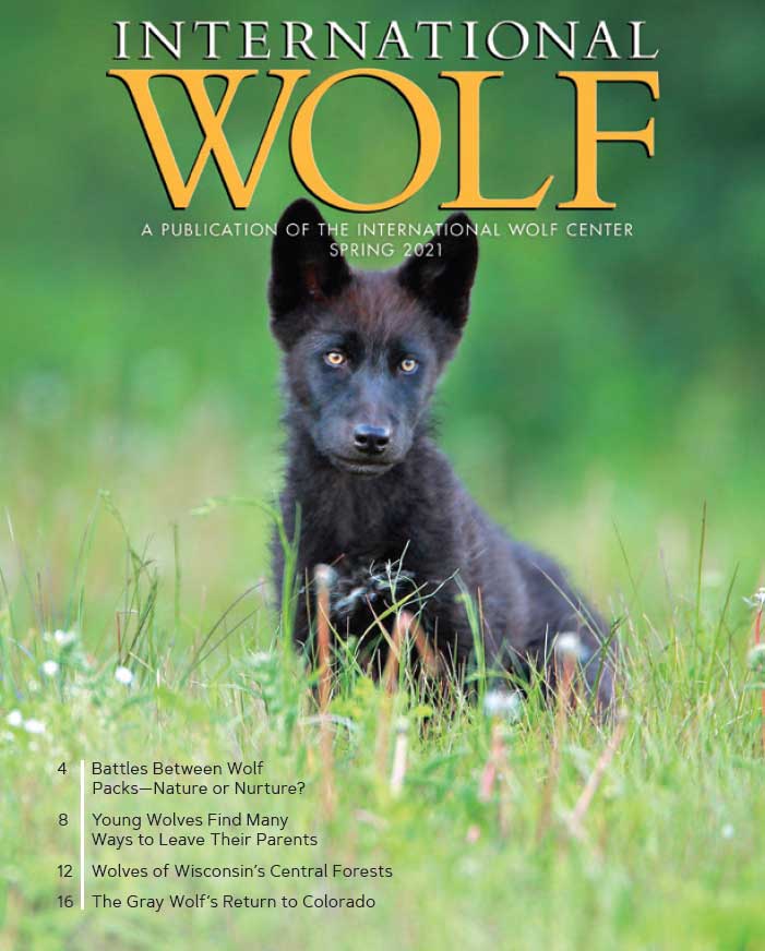 Time to Start a New Life | International Wolf Center