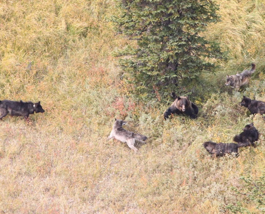 Wolves and Brown Bears | International Wolf Center
