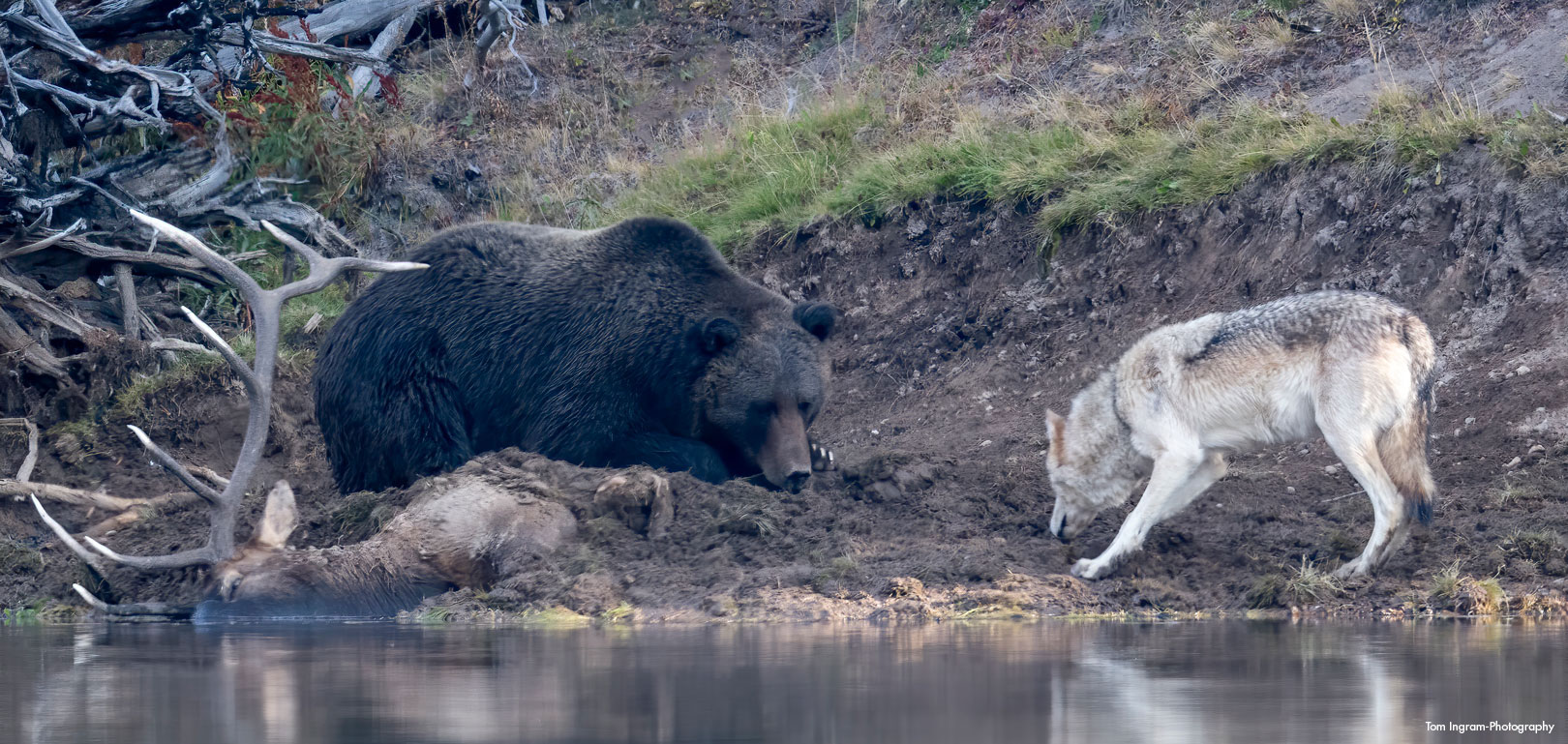 Wolves and Brown Bears | International Wolf Center