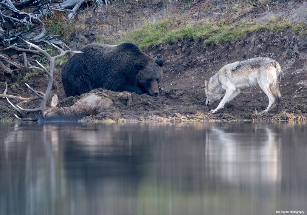 Hunting & Feeding Behavior | International Wolf Center