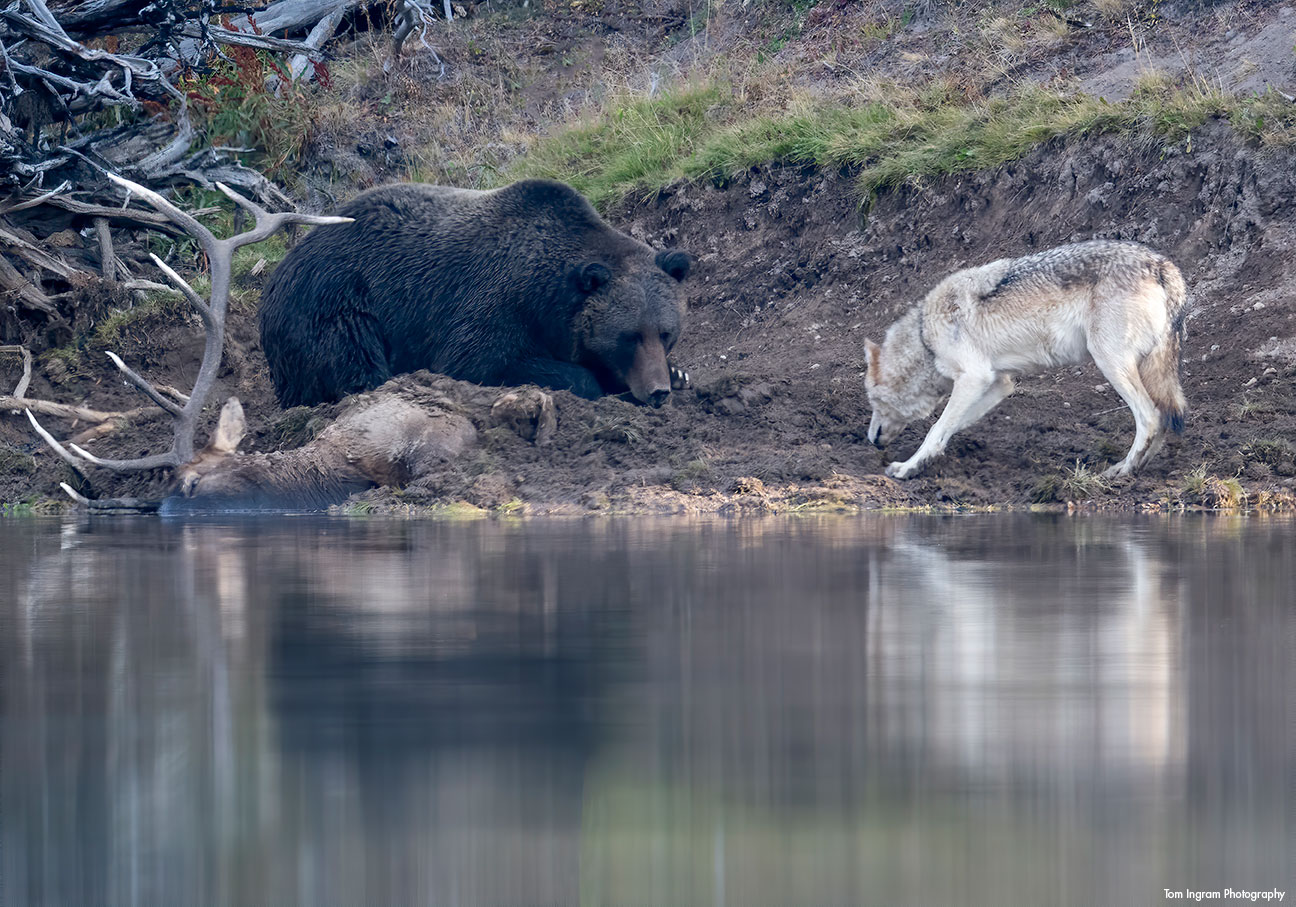 Hunting & Feeding Behavior | International Wolf Center