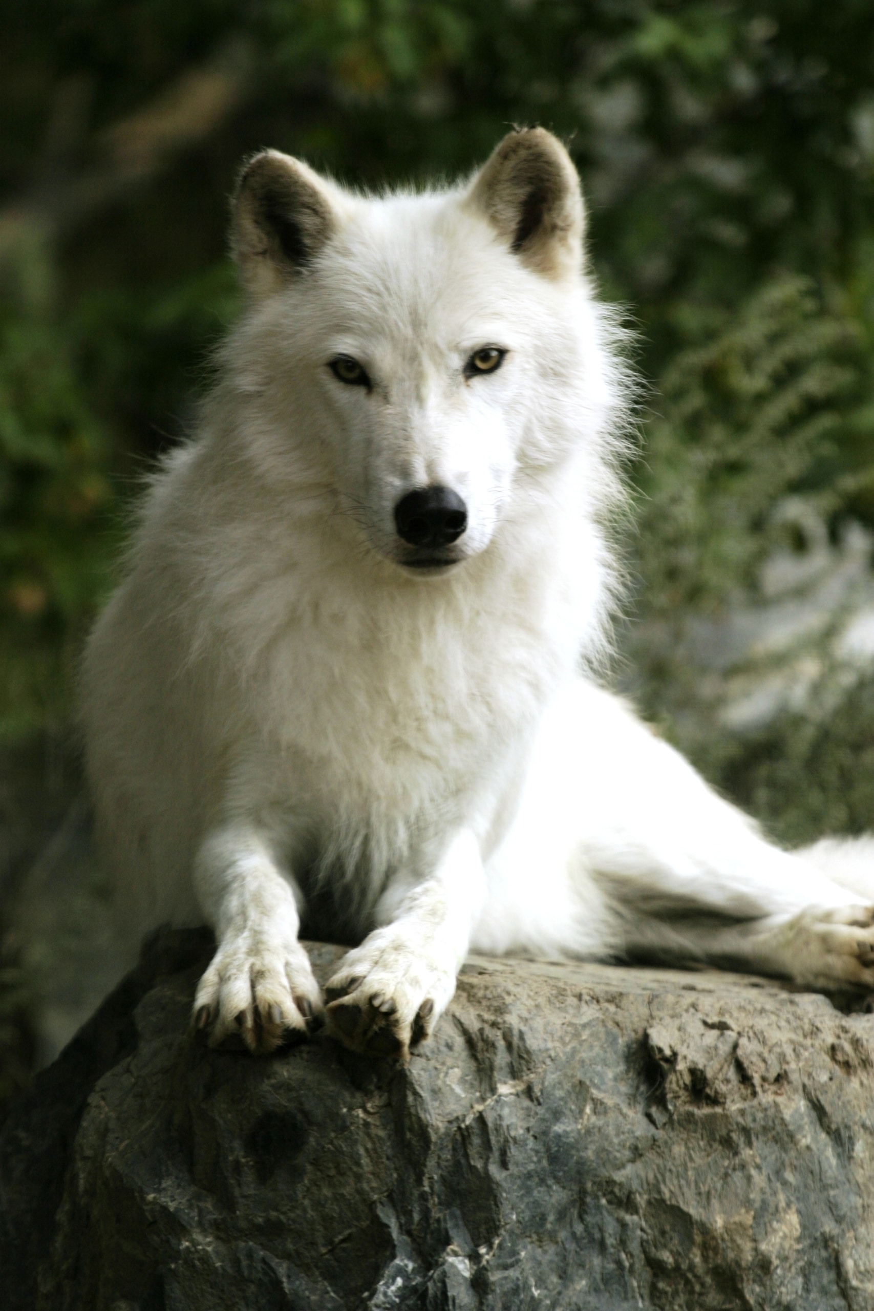 allenbrown_malik_rock | International Wolf Center