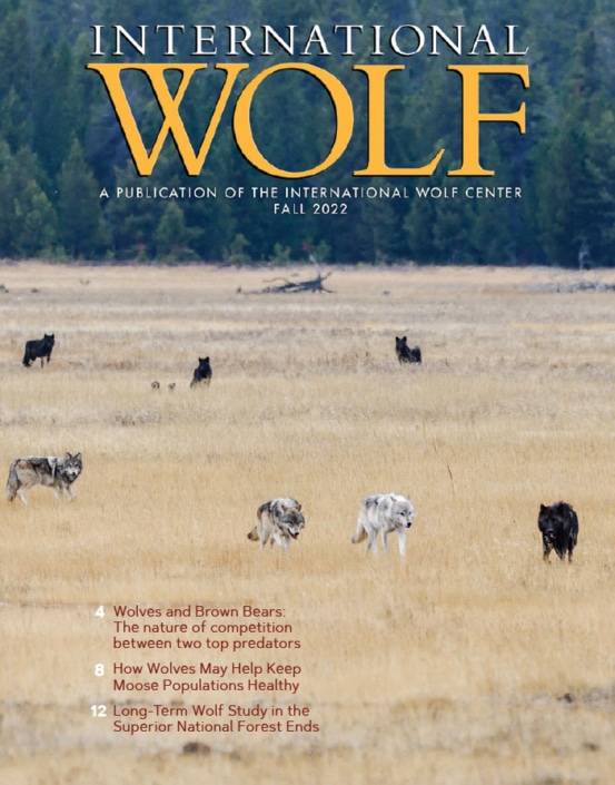 Hunting & Feeding Behavior | International Wolf Center