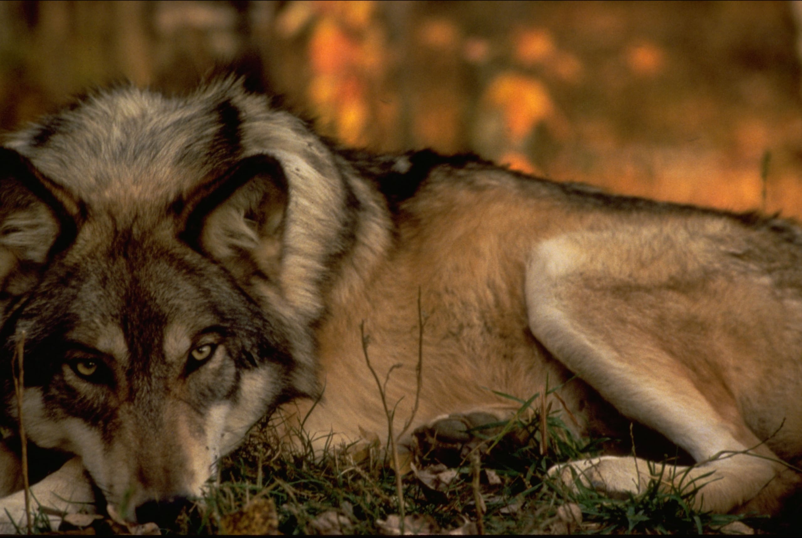 jtempleton_Kiana | International Wolf Center