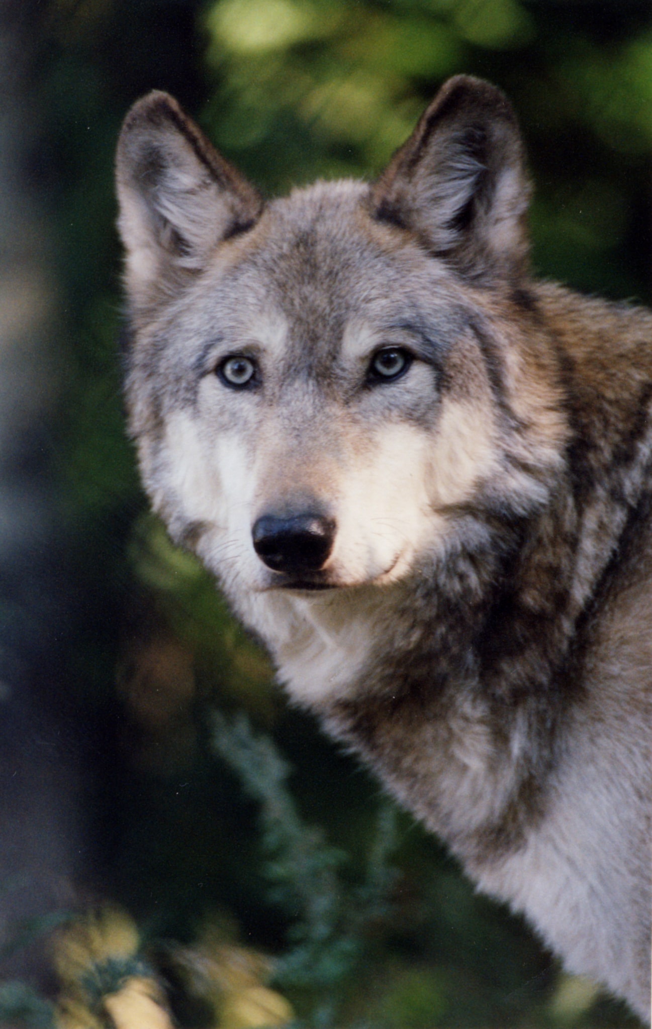 Lucas | International Wolf Center
