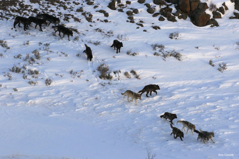 Battles between Wolf Packs | International Wolf Center