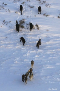 Battles between Wolf Packs | International Wolf Center