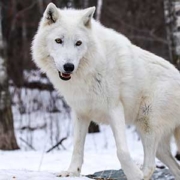 Meet Our Wolves | International Wolf Center