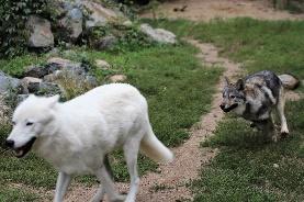 chase | International Wolf Center