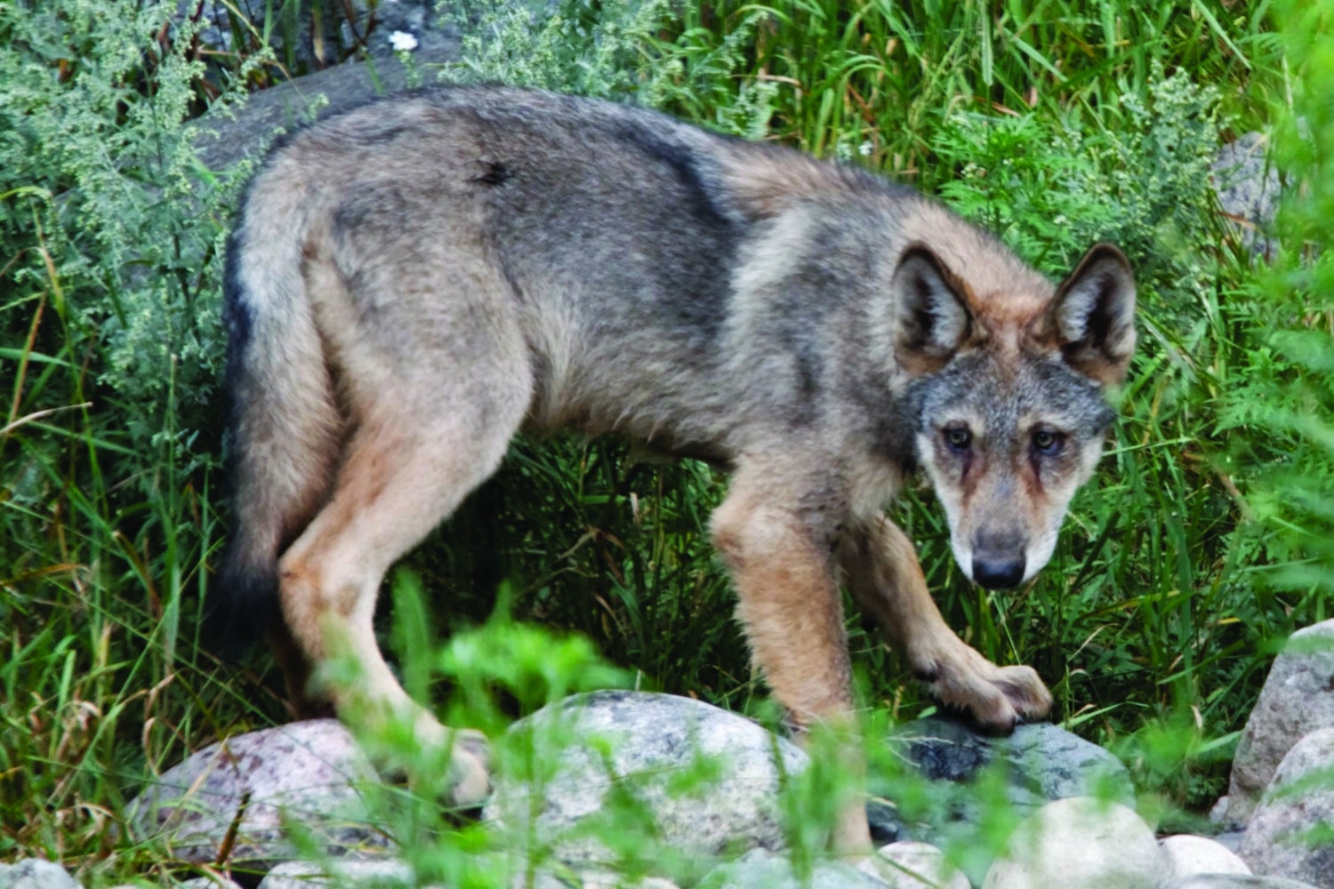 Wolf Ethogram A-G | International Wolf Center