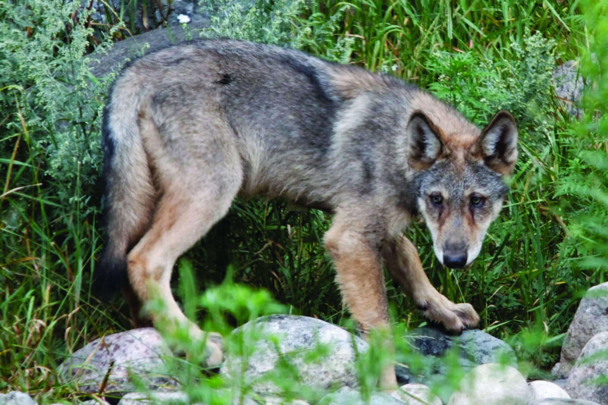 Wolf Ethogram A-G | International Wolf Center