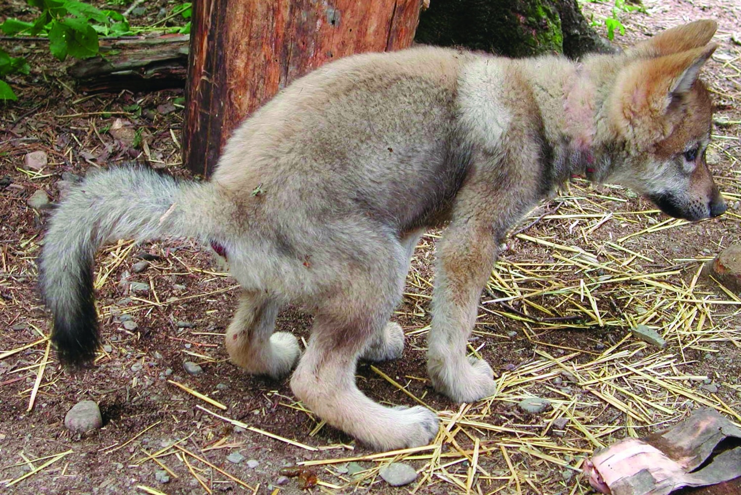 Wolf Ethogram A-G | International Wolf Center