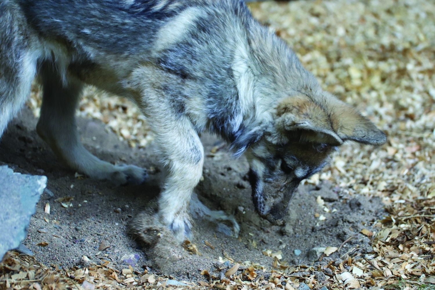 Wolf Ethogram A-G | International Wolf Center