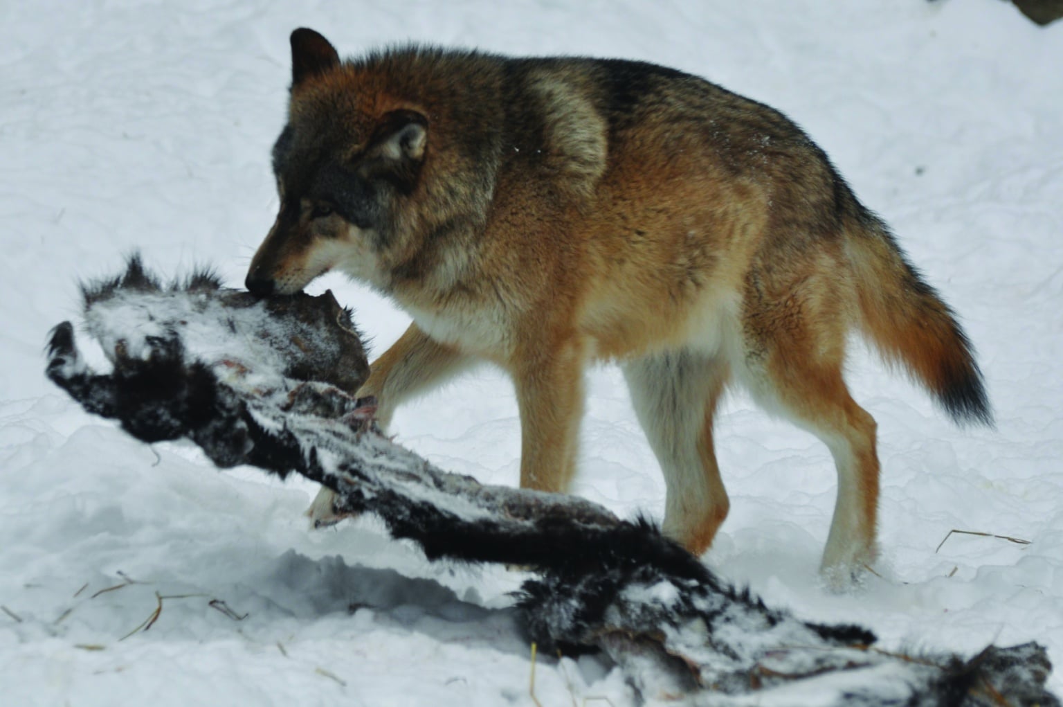 Wolf Ethogram A-G | International Wolf Center