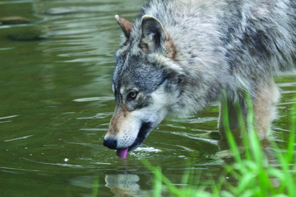 Wolf Ethogram A-G | International Wolf Center